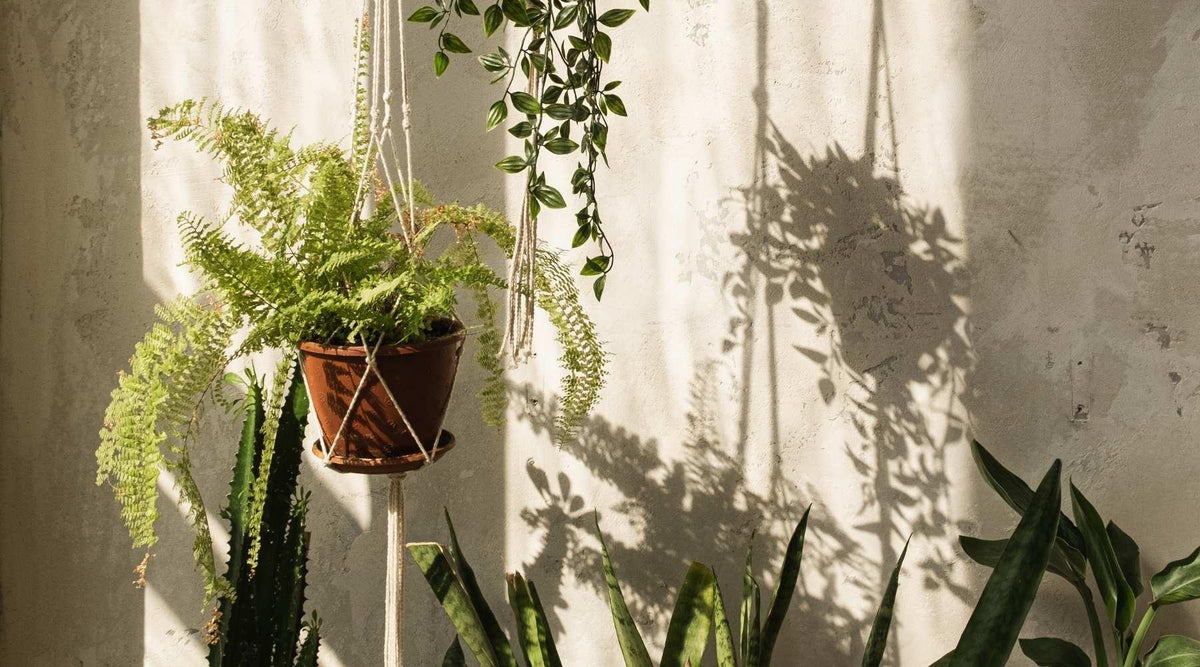 fern plant tips