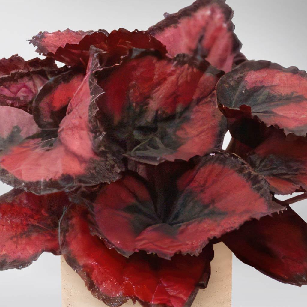 Begonia Rex 'Red Kiss' | A Seductive Touch of Elegance – Bloombox Club