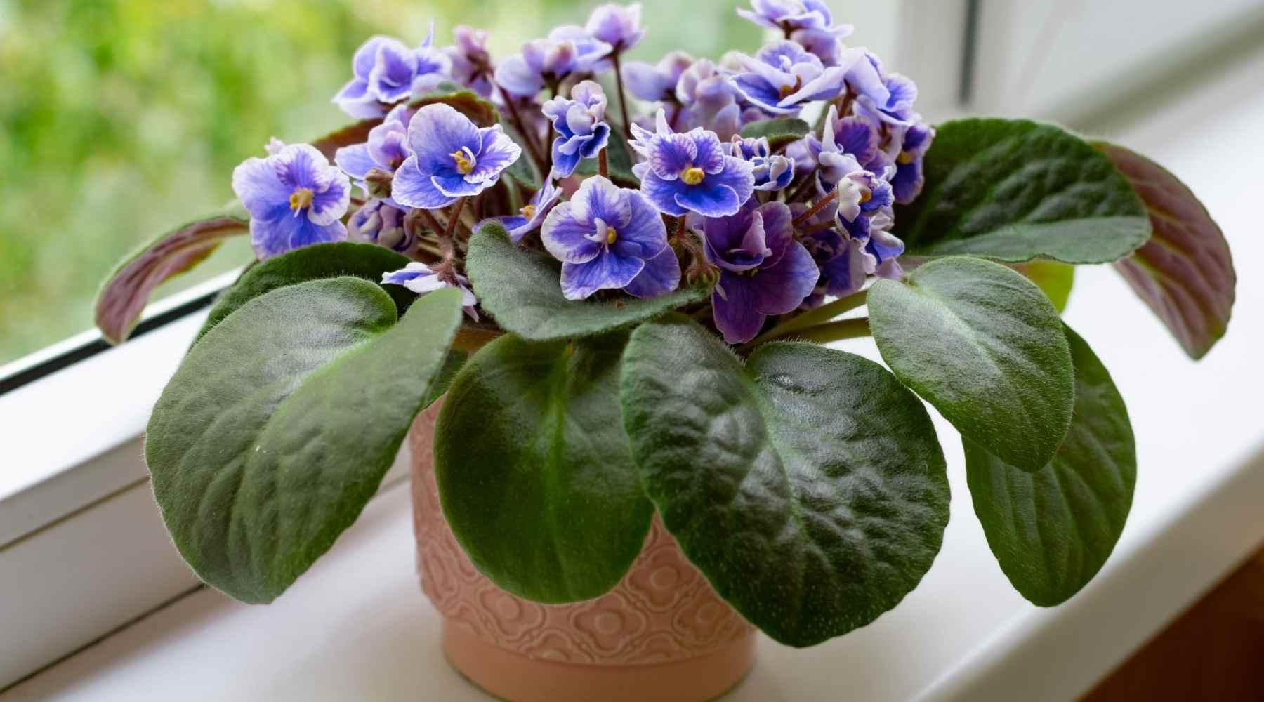 african violet tips