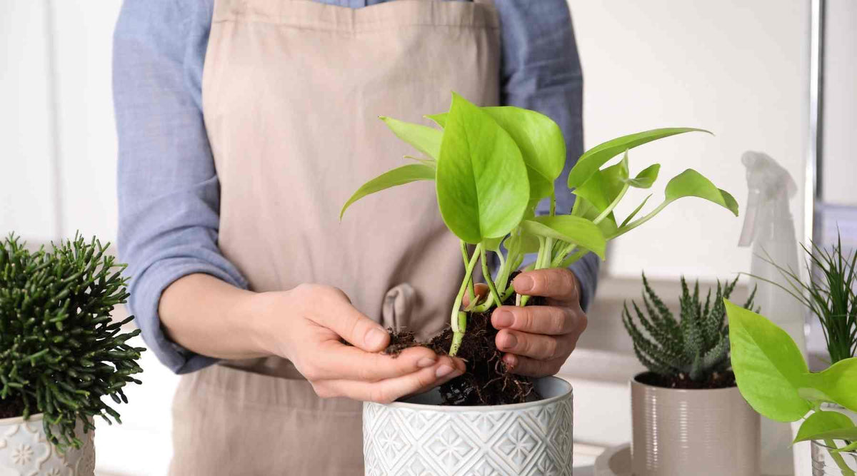 Scindapsus Plant Care Guide: Grow & Maintain Lush Green Vines ...