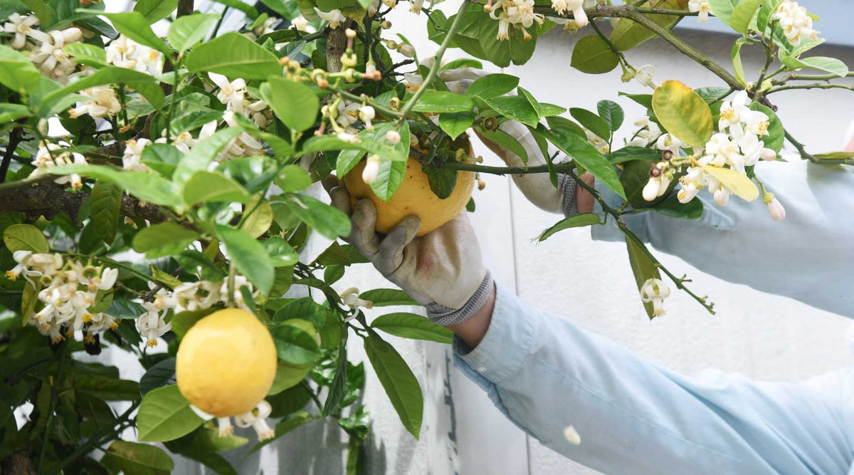 Understanding Lemon Tree Varieties: Which One Is Right for You ...