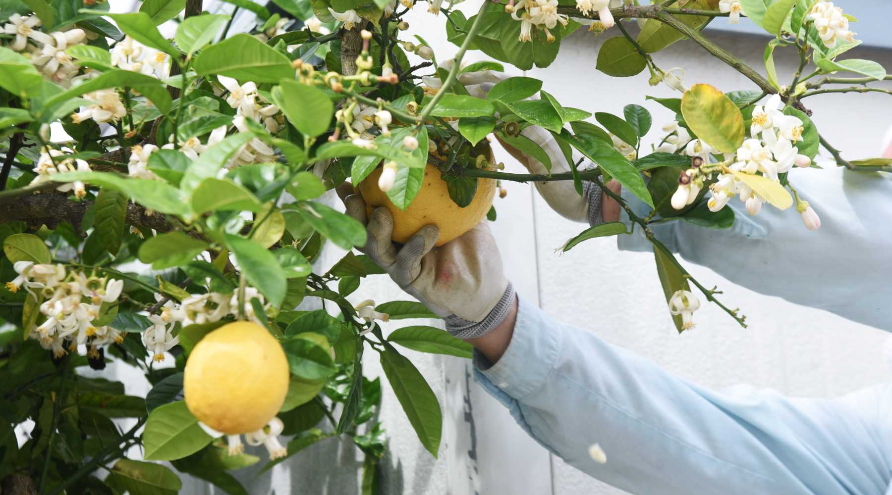 lemon tree article