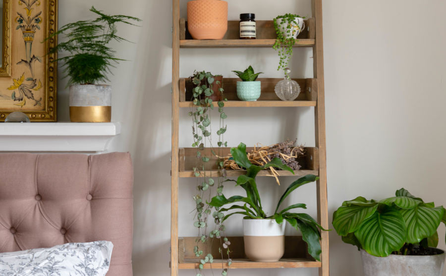 Small Indoor Plants | Perfect Plants For Tiny Spaces | Bloombox Club