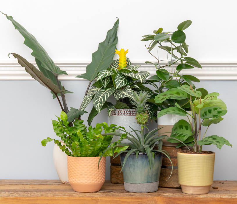 Kitchen Plants | Best Plants for Your Kitchen | Bloombox Club