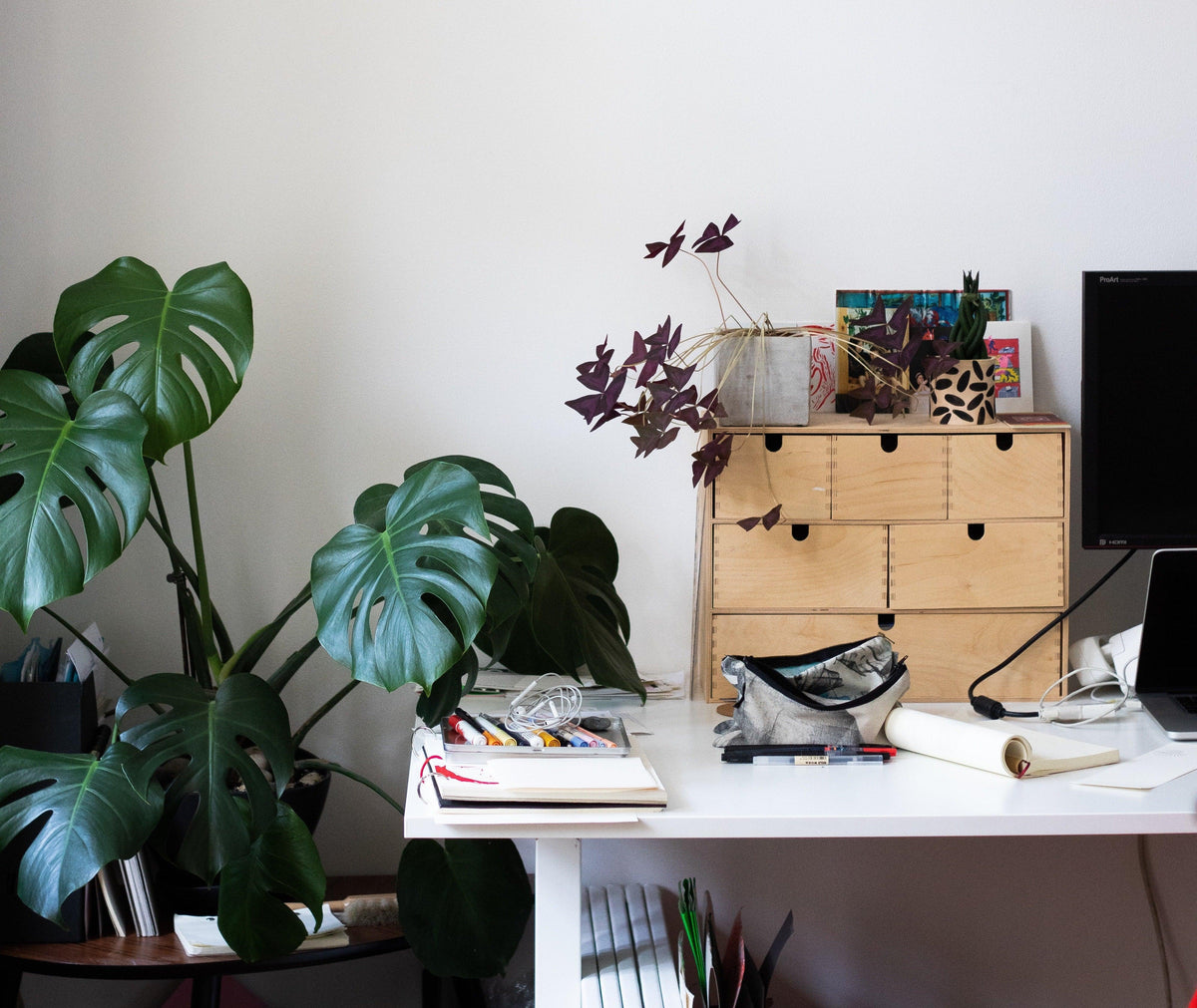 Office Plants | Best Plants For office Desk | Bloombox Club