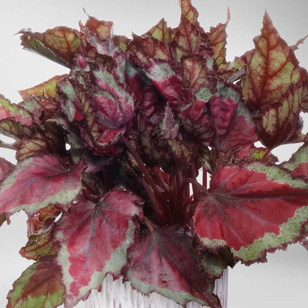 Begonia Rex 'Spitfire' | Autumn's Enchantment for Your Home – Bloombox Club