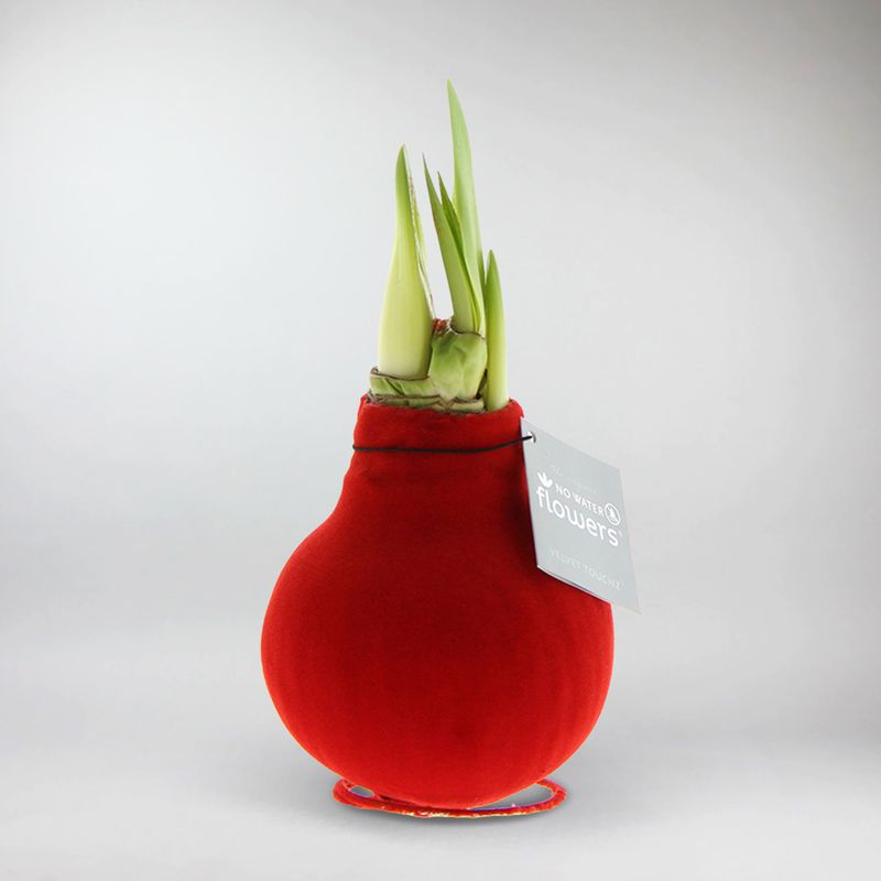 Amaryllis Bulb in Velvet for Elegant Home Décor – Bloombox Club