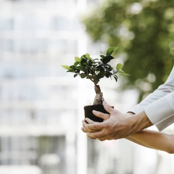 Bonsai Ficus Ginseng | Ficus Microcarpa Indoor Plant – Bloombox Club