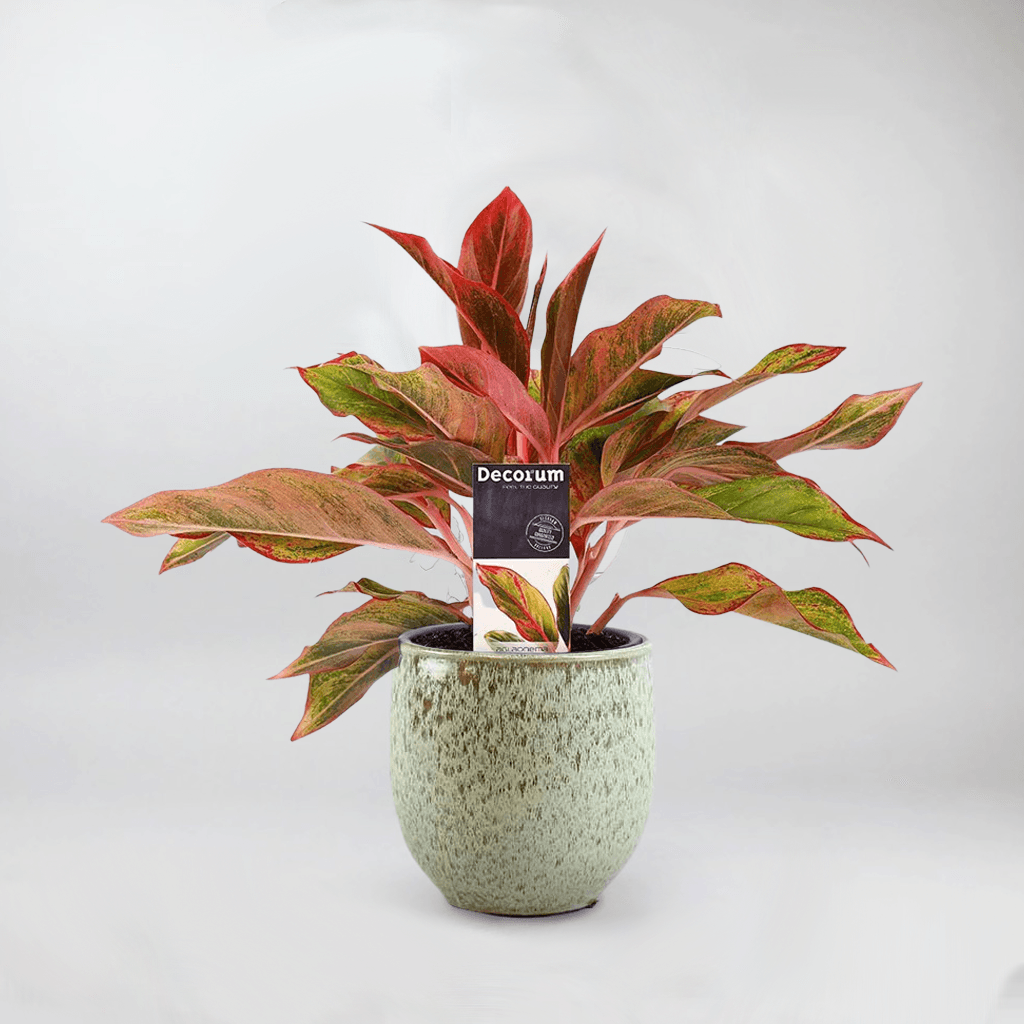 Aglaonema Plant | Chinese Evergreen Crete – Bloombox Club