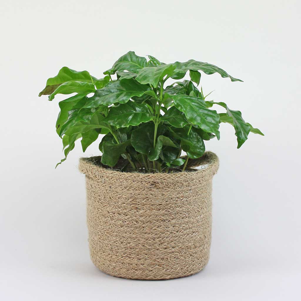 Coffee Plant (Coffea Arabica) – Lush Greenery for Coffee Lovers ...