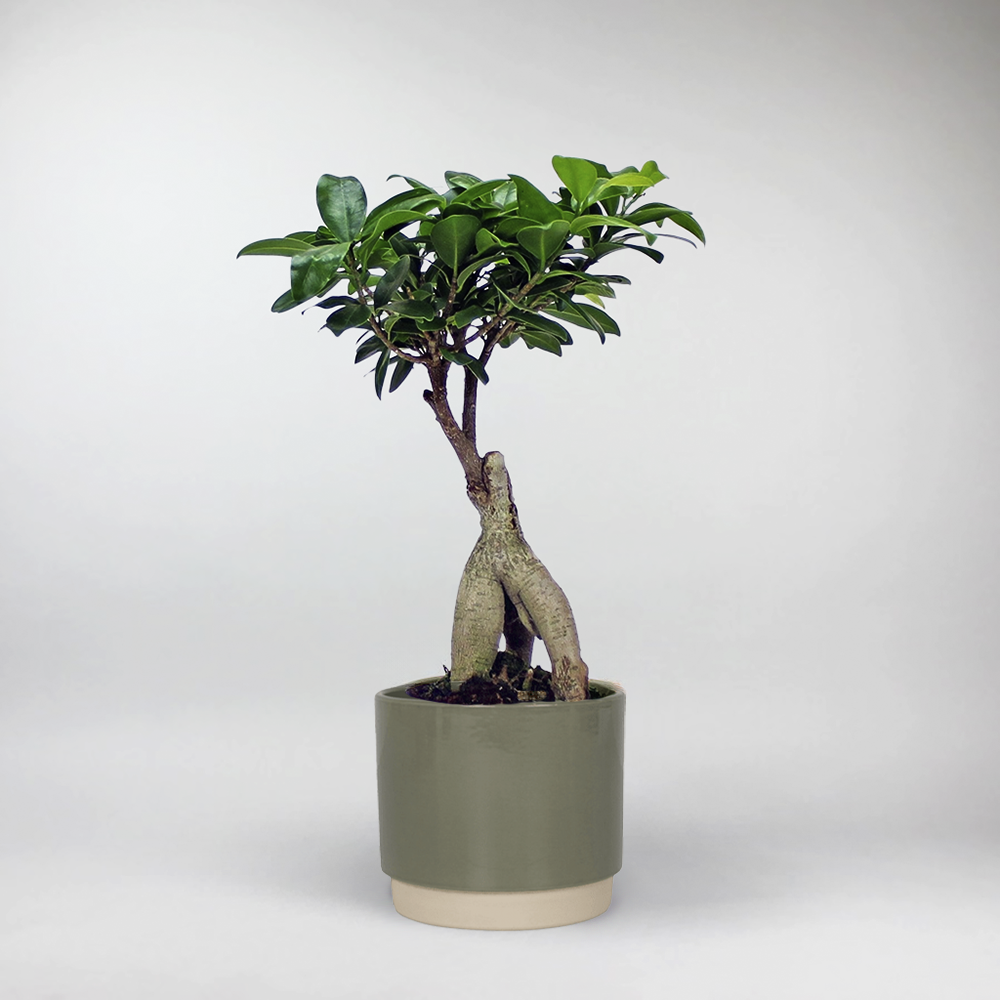 Bonsai Ficus Ginseng | Ficus Microcarpa Indoor Plant – Bloombox Club