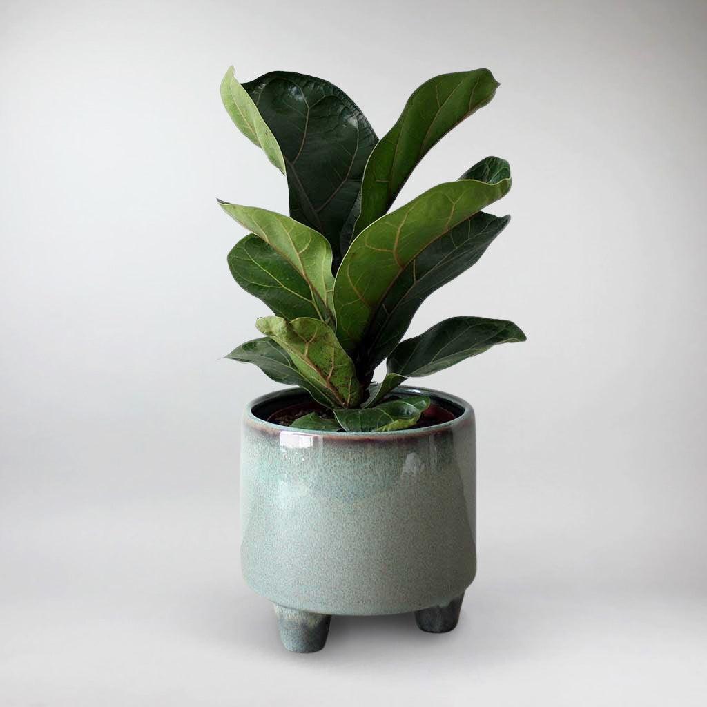 Buy Troika Pot Online At Affordable Price | Bloombox Club