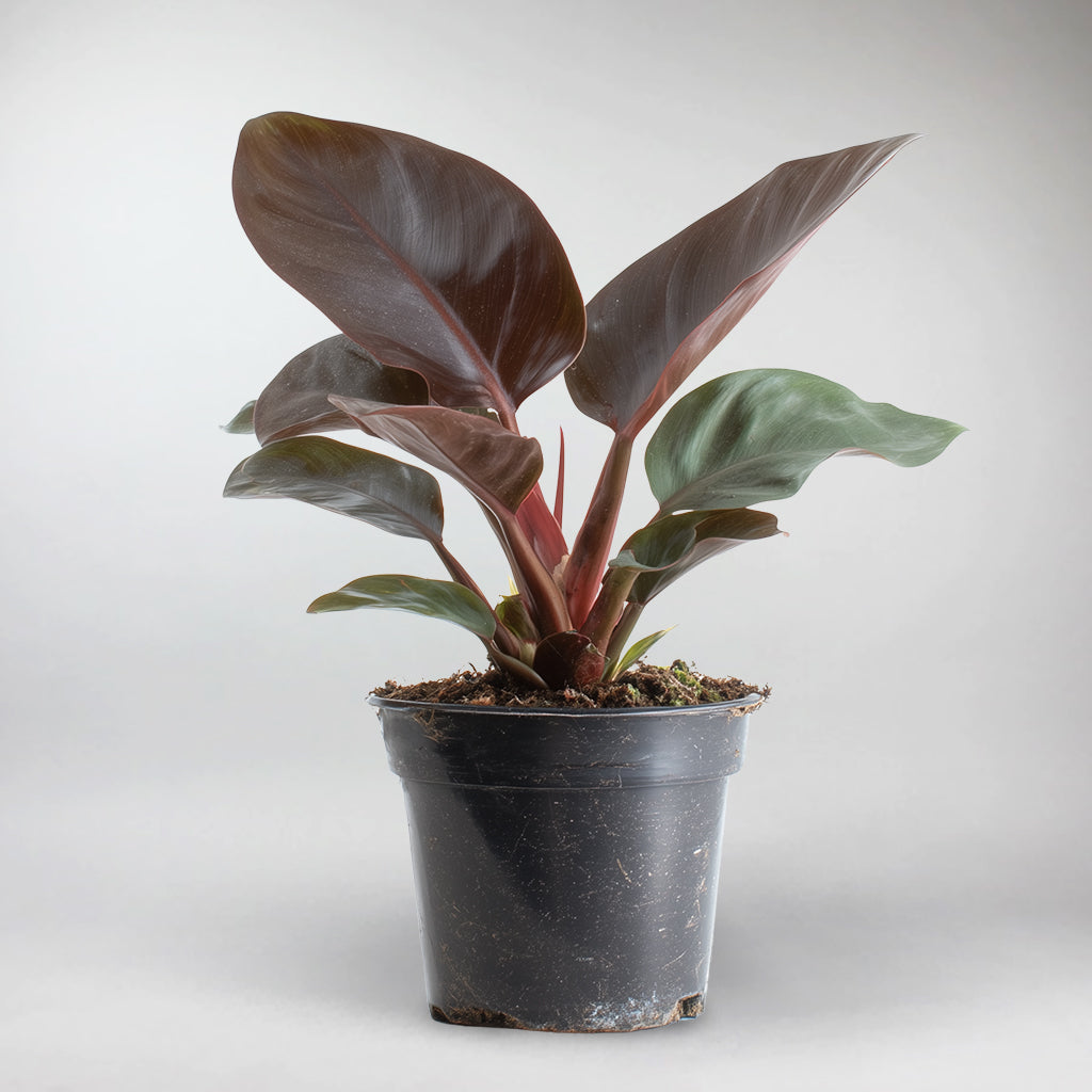 Blushing Philodendron | Philodendron Black Cardinal – Bloombox Club