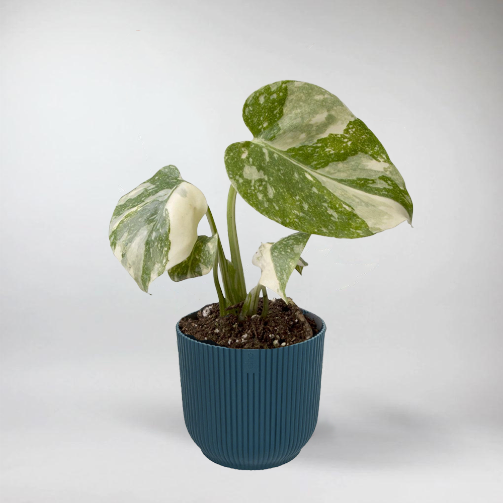 Monstera Thai Constellation: Miniature Terrarium Beauty | Easy Care ...