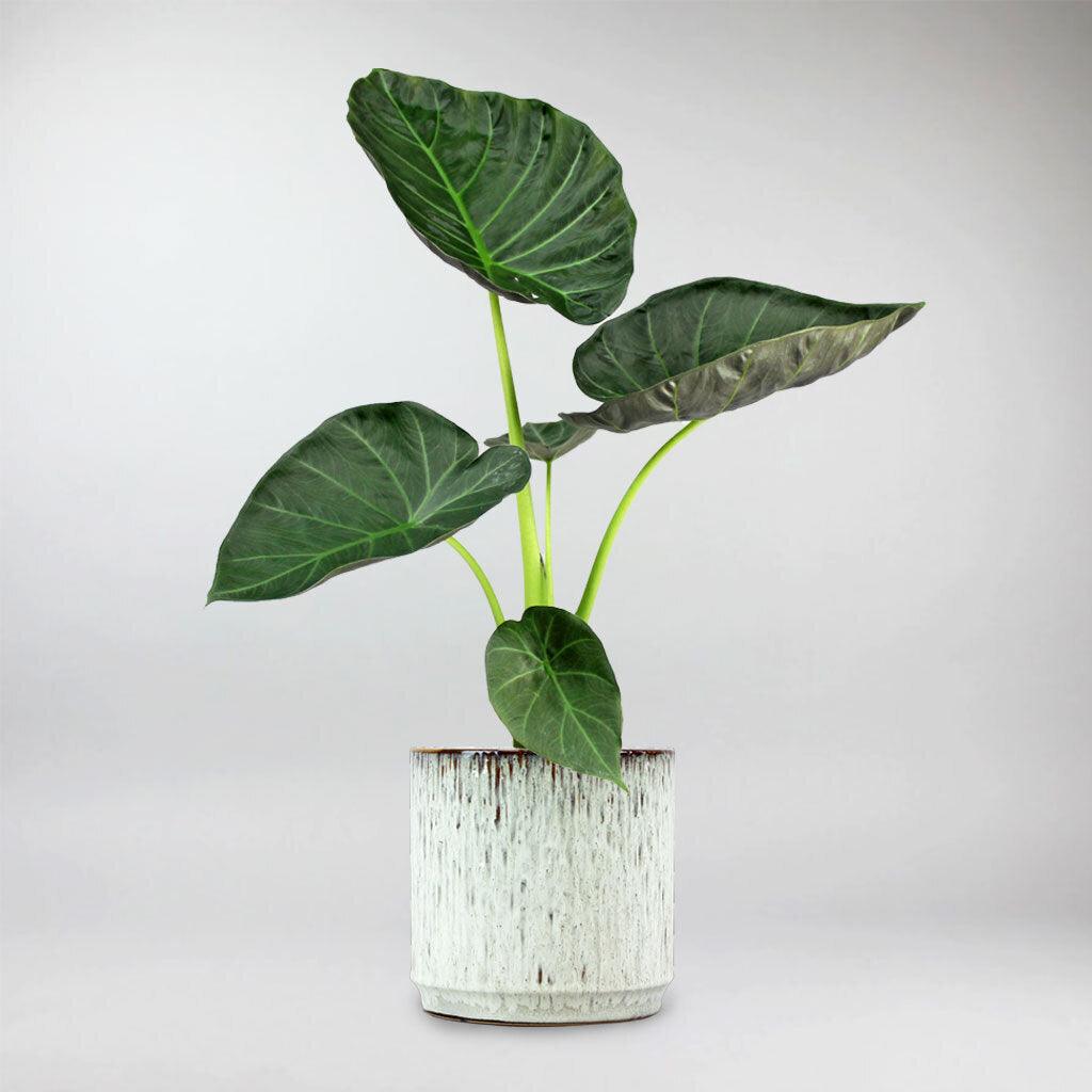 Birch Pot: Chic Minimalist Ceramic Pots for Indoor Plants – Bloombox Club