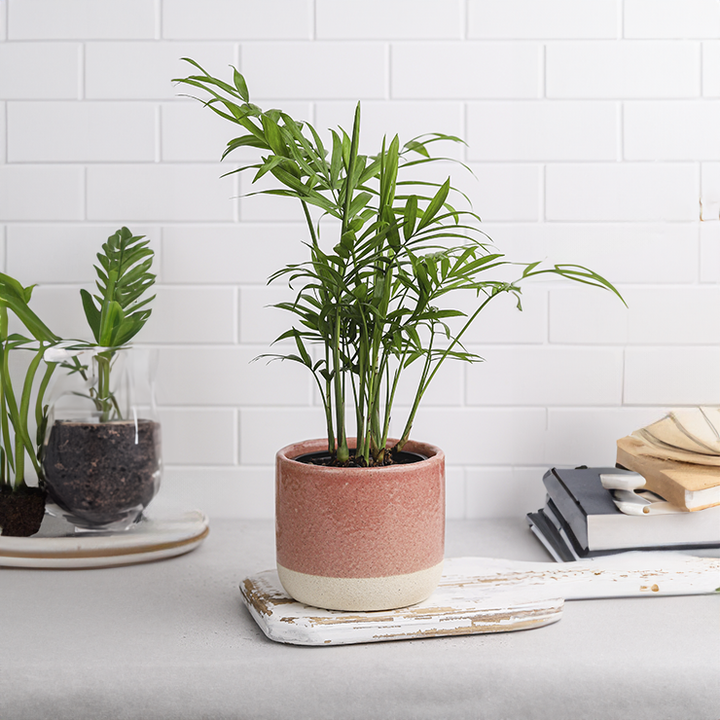 Plant Subscription Box: Specialty Growers Selections – Bloombox Club