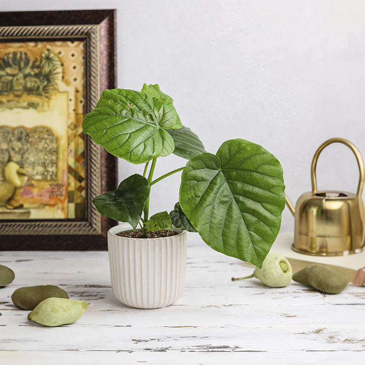 Plant Subscription Box: Specialty Growers Selections – Bloombox Club