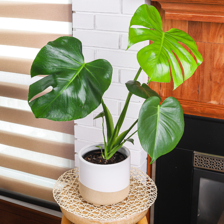 Plant Subscription Box: Specialty Growers Selections – Bloombox Club