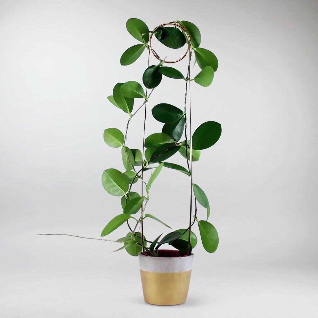 Stylish Plant Supports for Lush Growth: Upgrade Your Plant Care ...