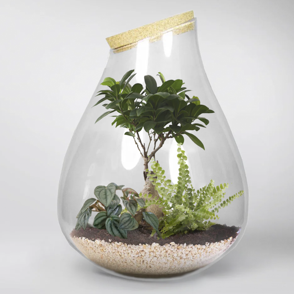 Elegant Teardrop Glass Terrarium with Cork Lid for Plants – Bloombox Club