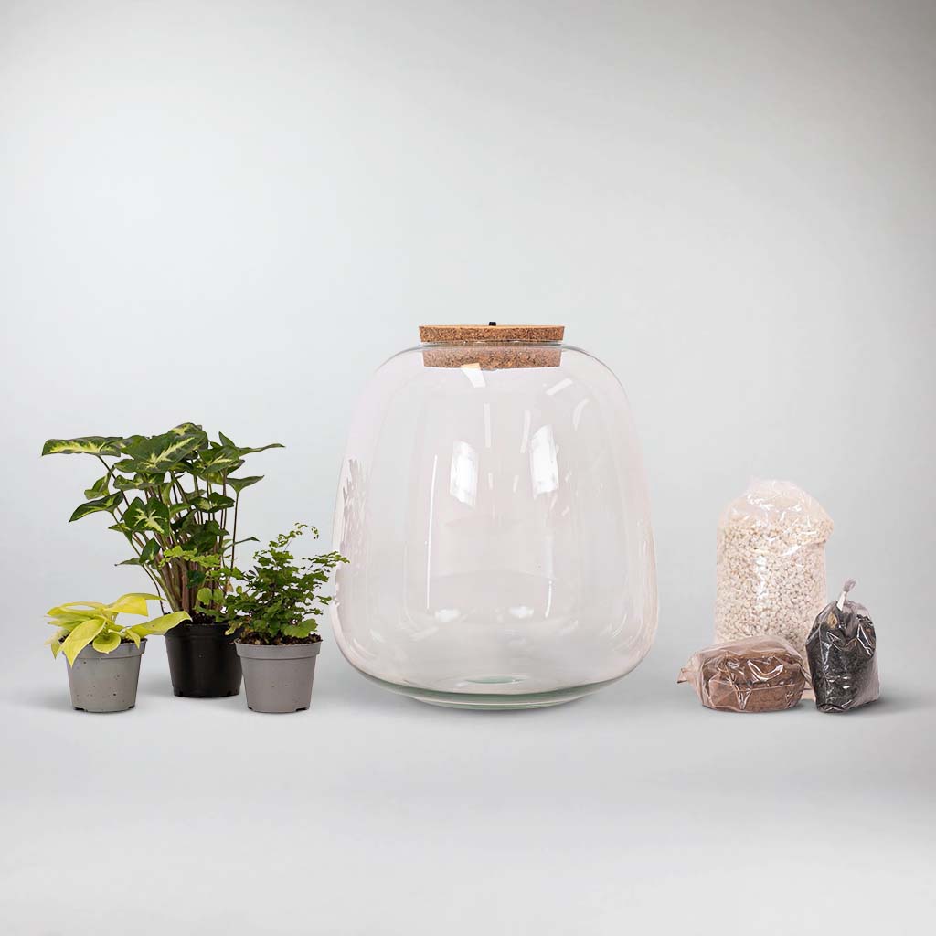Tropical Plants Terrarium DIY Kit Miniature Ecosystems BloomboxClub UK ...