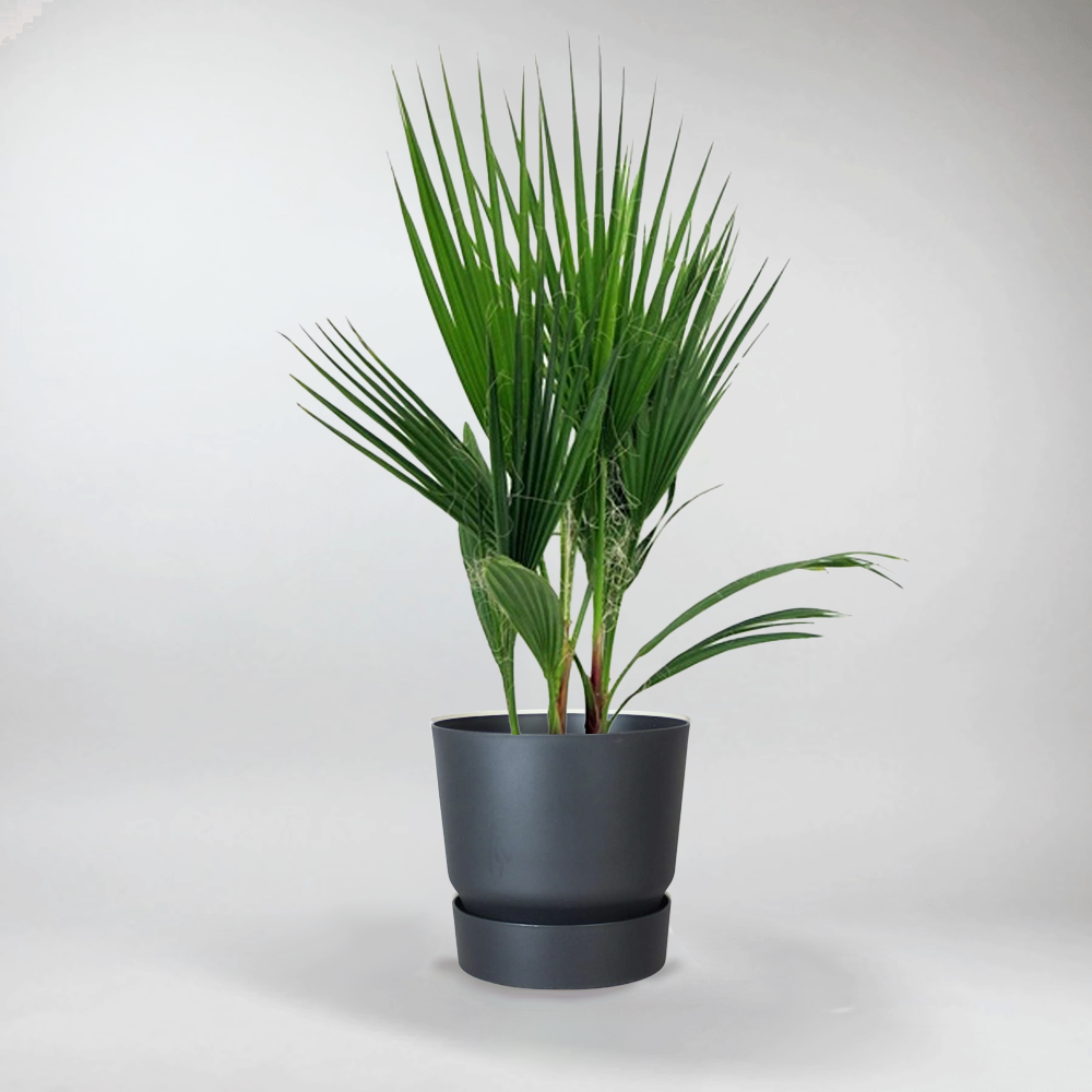 Mexican Fan Palm | Fast-Growing Palm – Bloombox Club