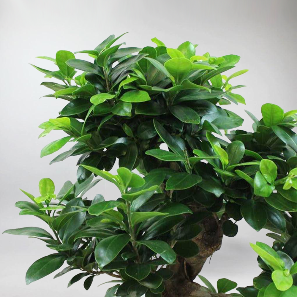 Bonsai Ficus Ginseng – Miniature Elegance for Home and Office ...