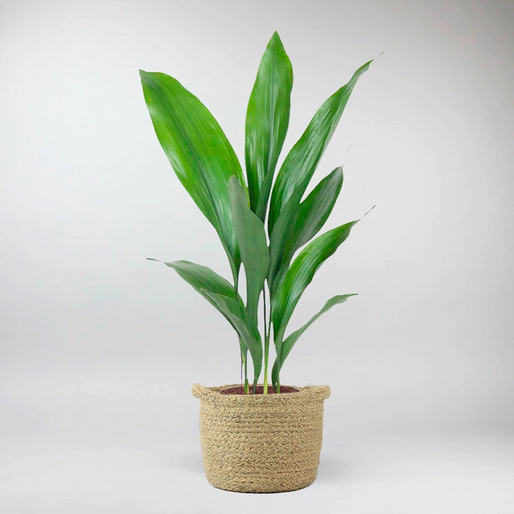 Aspidistra Elatior: Greenery for Any Room | Easy-Care & Long-Lasting ...