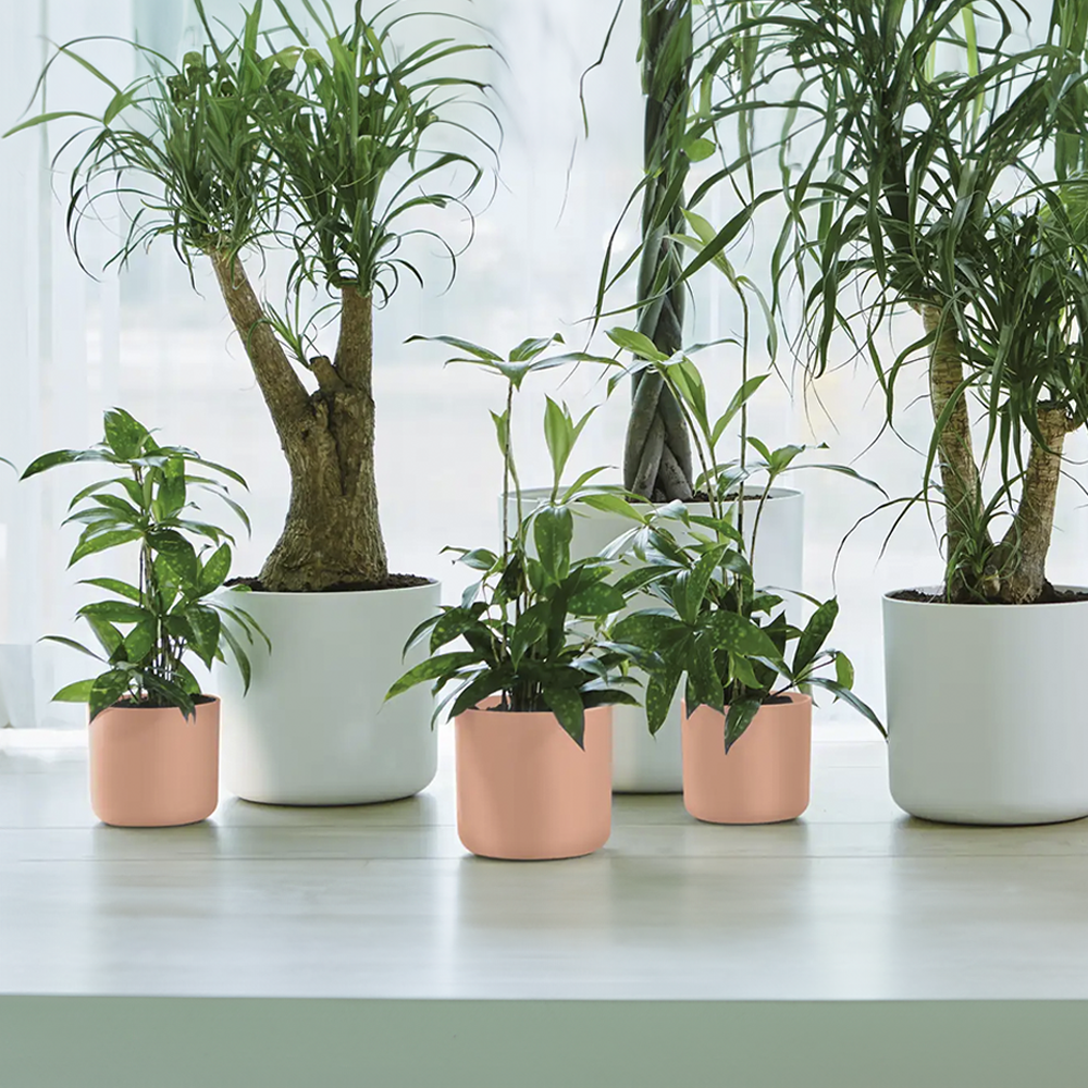 Coral Pink Plant Pot - Stylish Indoor Garden Essential – Bloombox Club