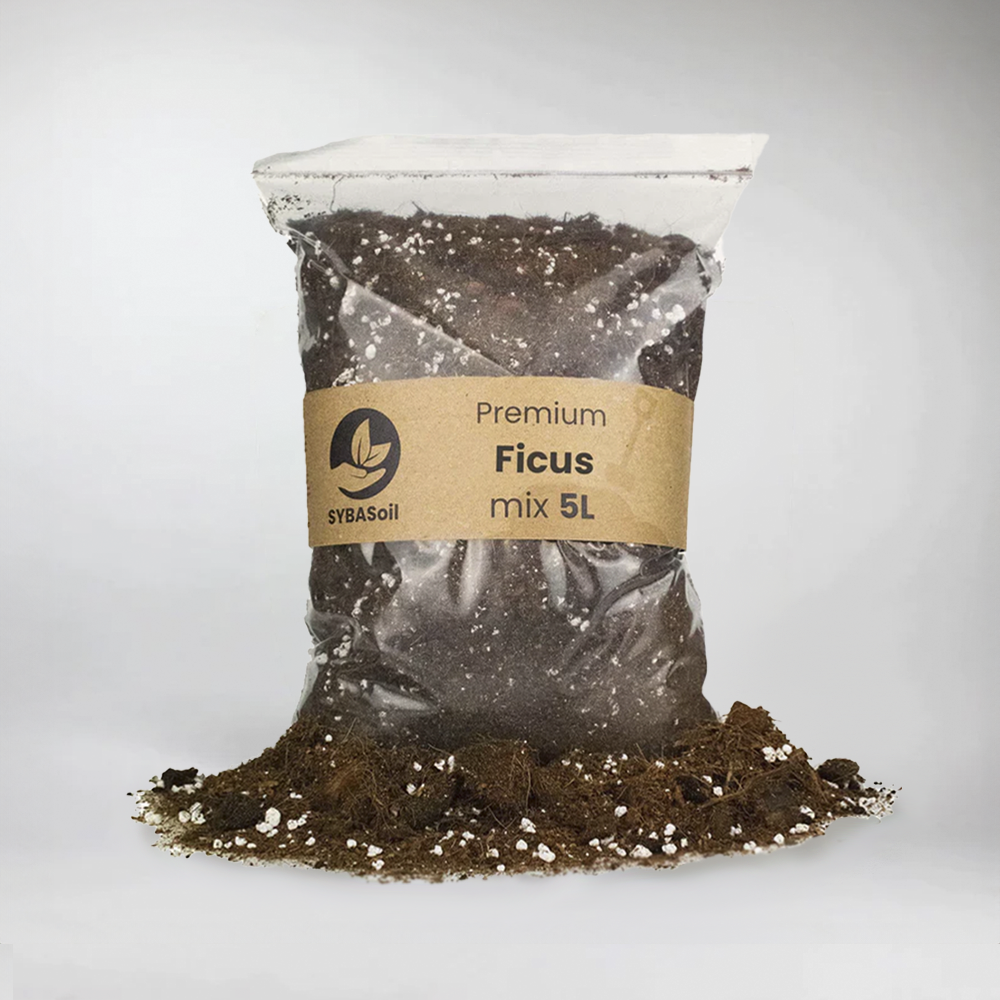 Ficus Mix 5L – Bloombox Club