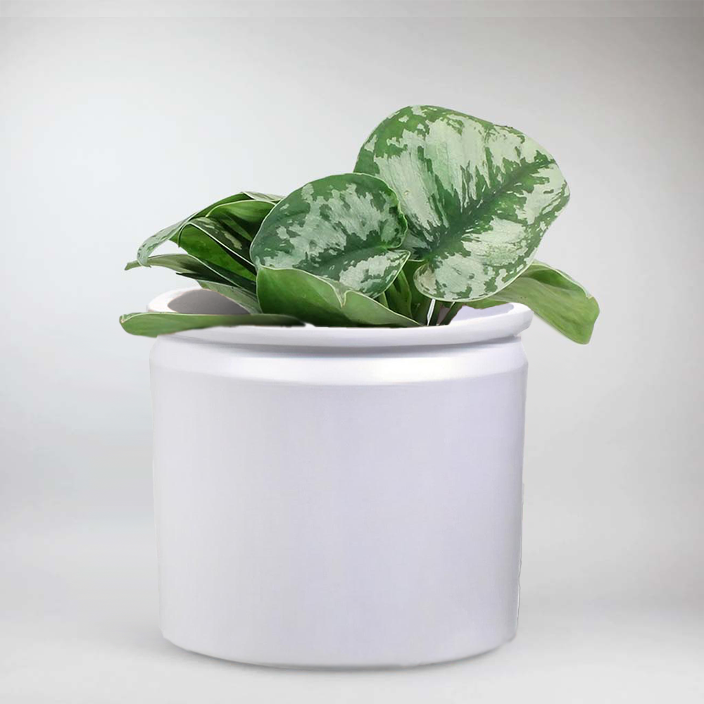 Set: 3 Heart shaped Plants with Pots | Gift for Plant Lovers – Bloombox ...