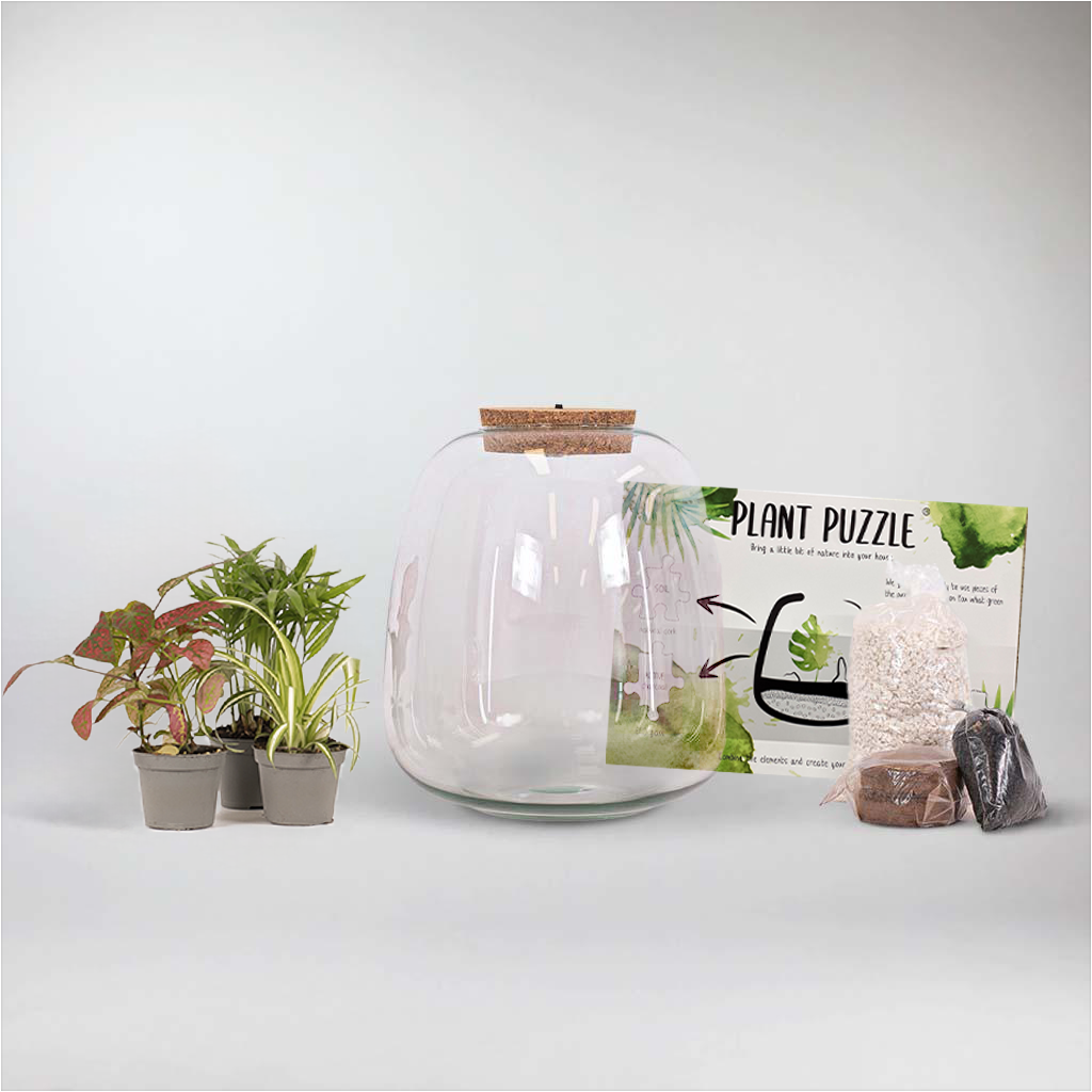 Jungle Love Terrarium DIY Kit | Build Your Own Miniature Ecosystem ...
