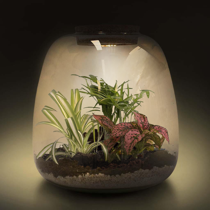 Jungle Love Terrarium DIY Kit | Build Your Own Miniature Ecosystem ...