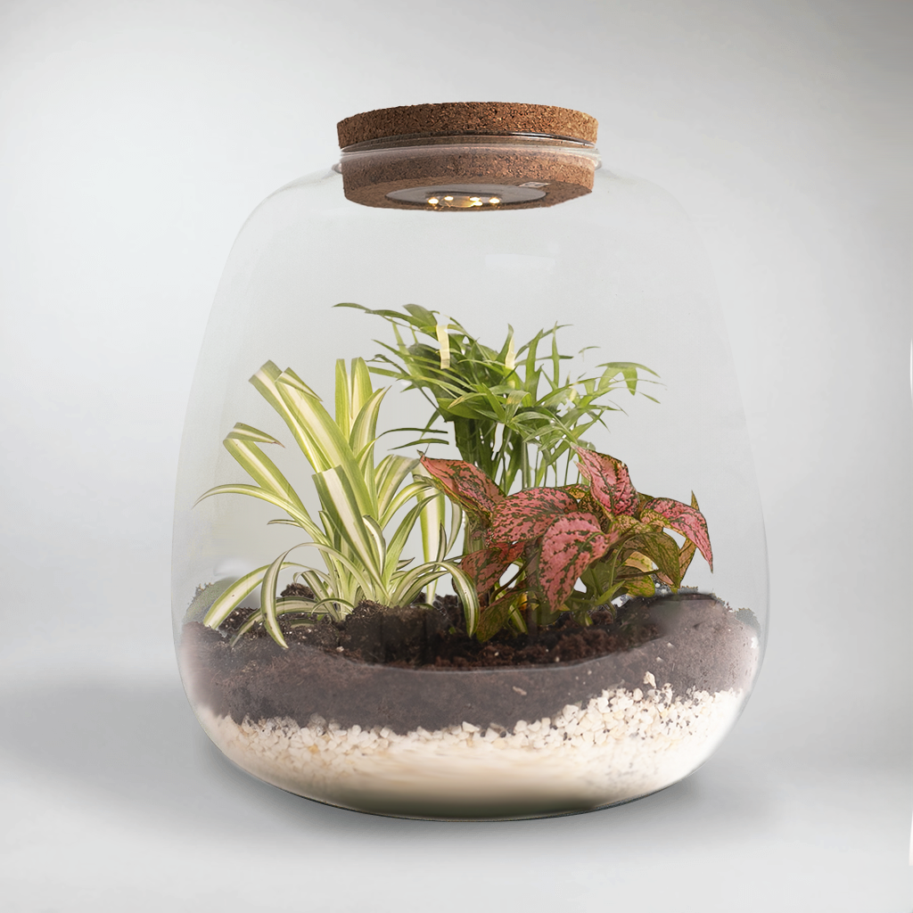 Jungle Love Terrarium DIY Kit | Build Your Own Miniature Ecosystem ...