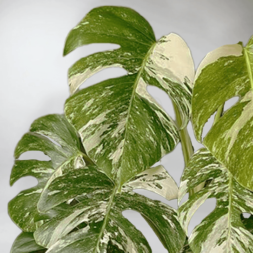 Large Monstera 'Variegata' | Monstera Deliciosa 'Variegata' – Bloombox Club