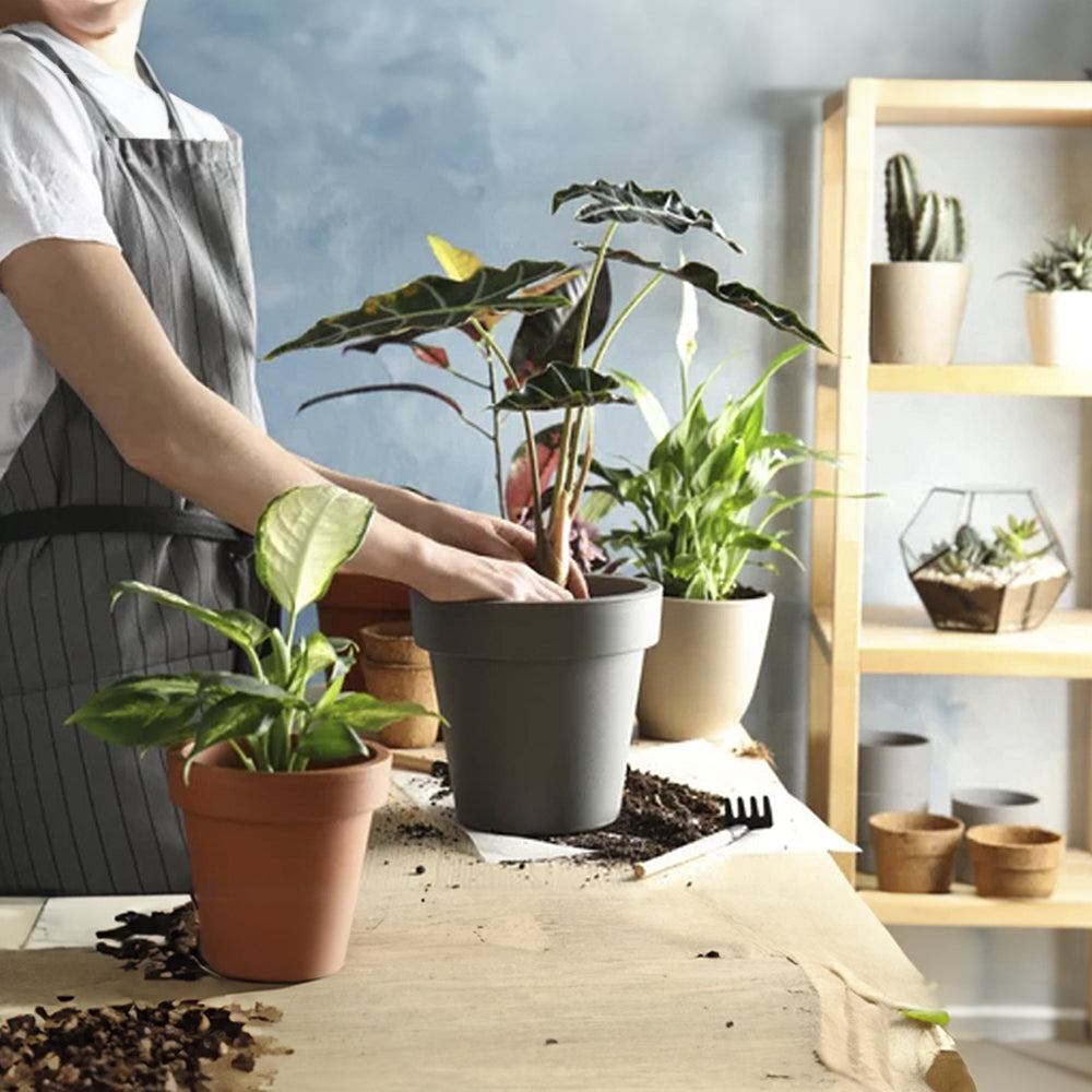 Plant Subscription Box: Specialty Growers Selections – Bloombox Club