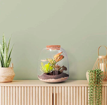 Pink Amazonas Terrarium Kit: Eco-Friendly, Self-Sustaining, Perfect ...
