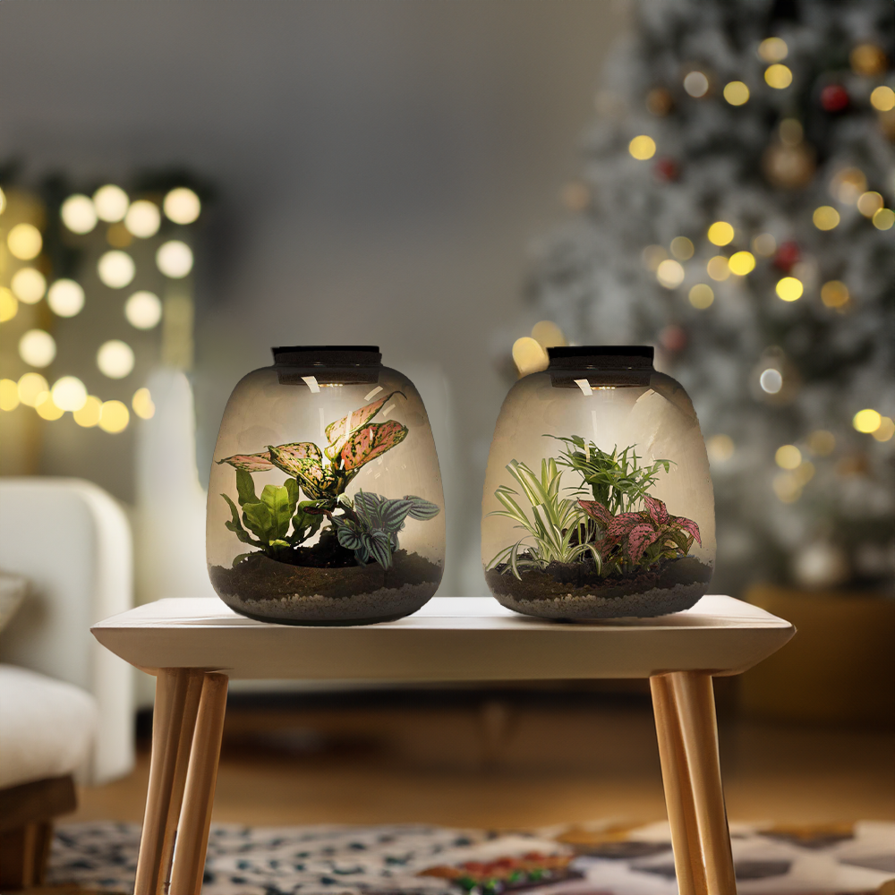 Pink Amazonas Terrarium Kit: Eco-Friendly, Self-Sustaining, Perfect ...