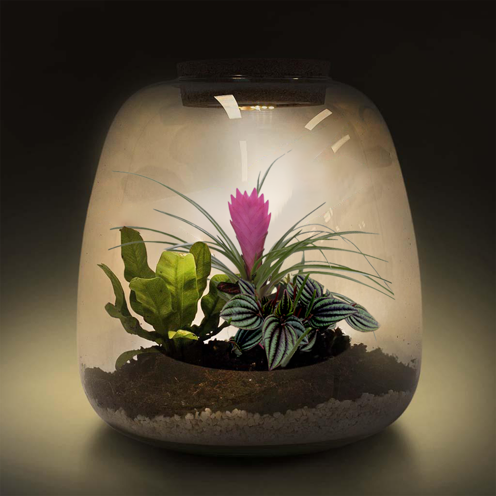Pink Amazonas Terrarium Kit: Eco-Friendly, Self-Sustaining, Perfect ...