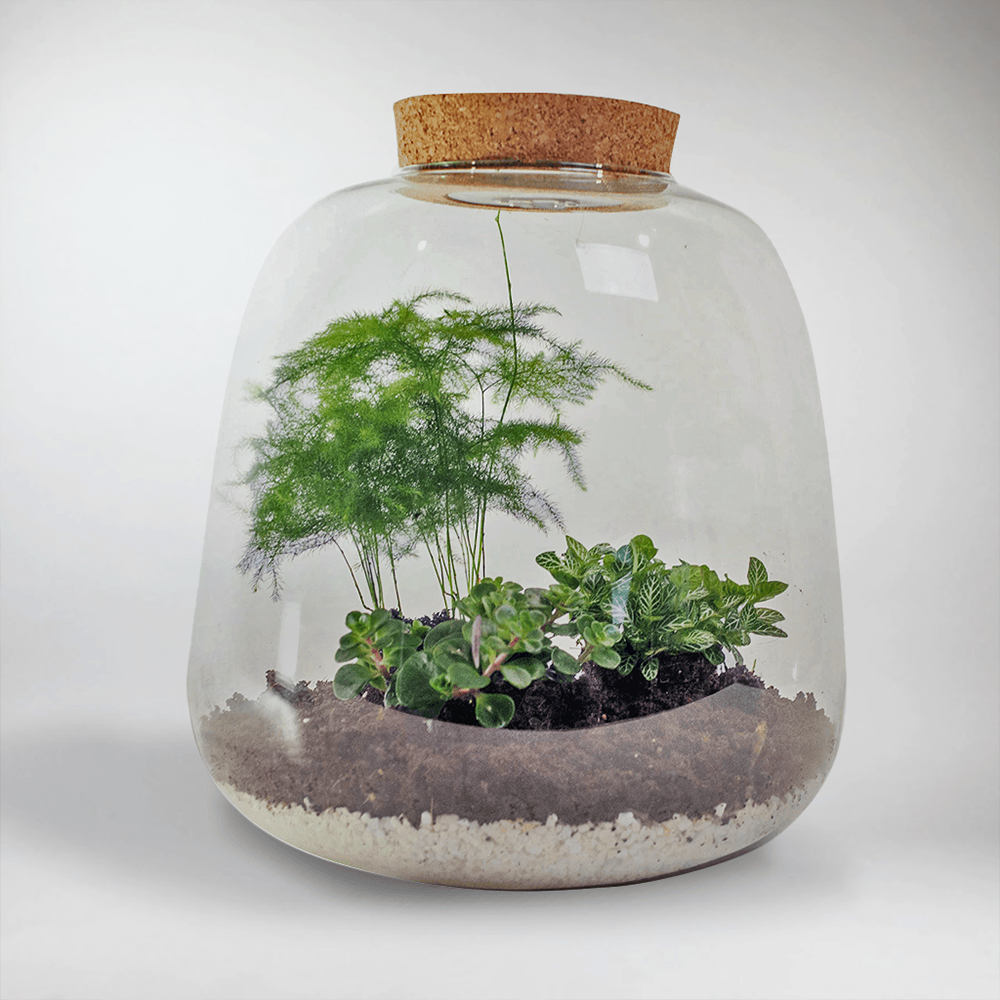 Rainforest Terrarium DIY Kit | Easy Care Miniature Rainforest – Bloombox Club