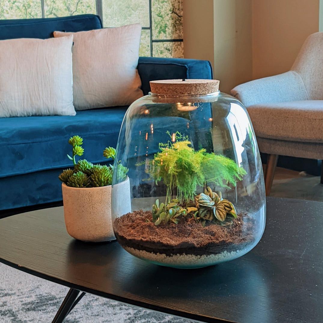 Rainforest Terrarium DIY Kit | Easy Care Miniature Rainforest ...