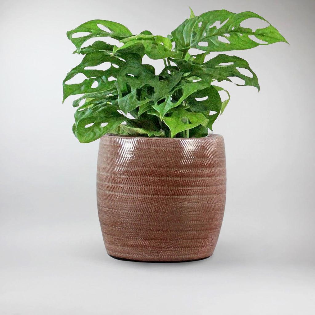 osso Rust Ceramic Plant Pot: Trendy Terracotta Home Decor – Bloombox Club