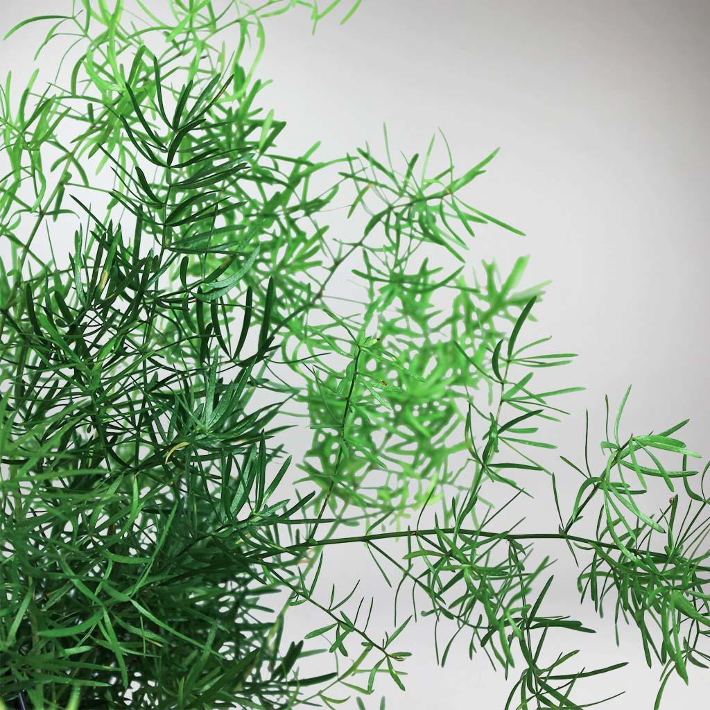 Lush Asparagus Sprengeri Fern Plant – Easy Care Hanging Greenery ...