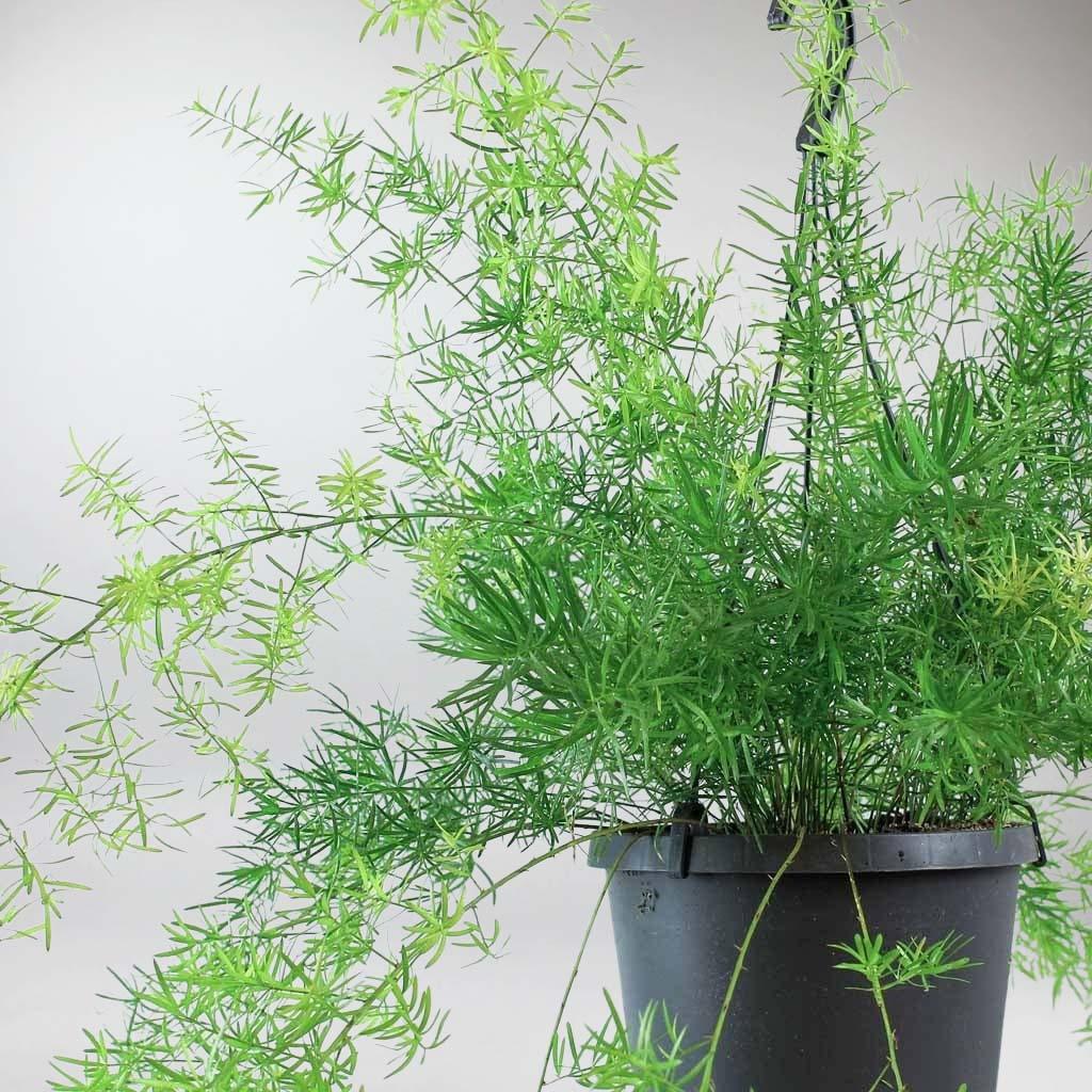 Asparagus Fern Hanging Plant