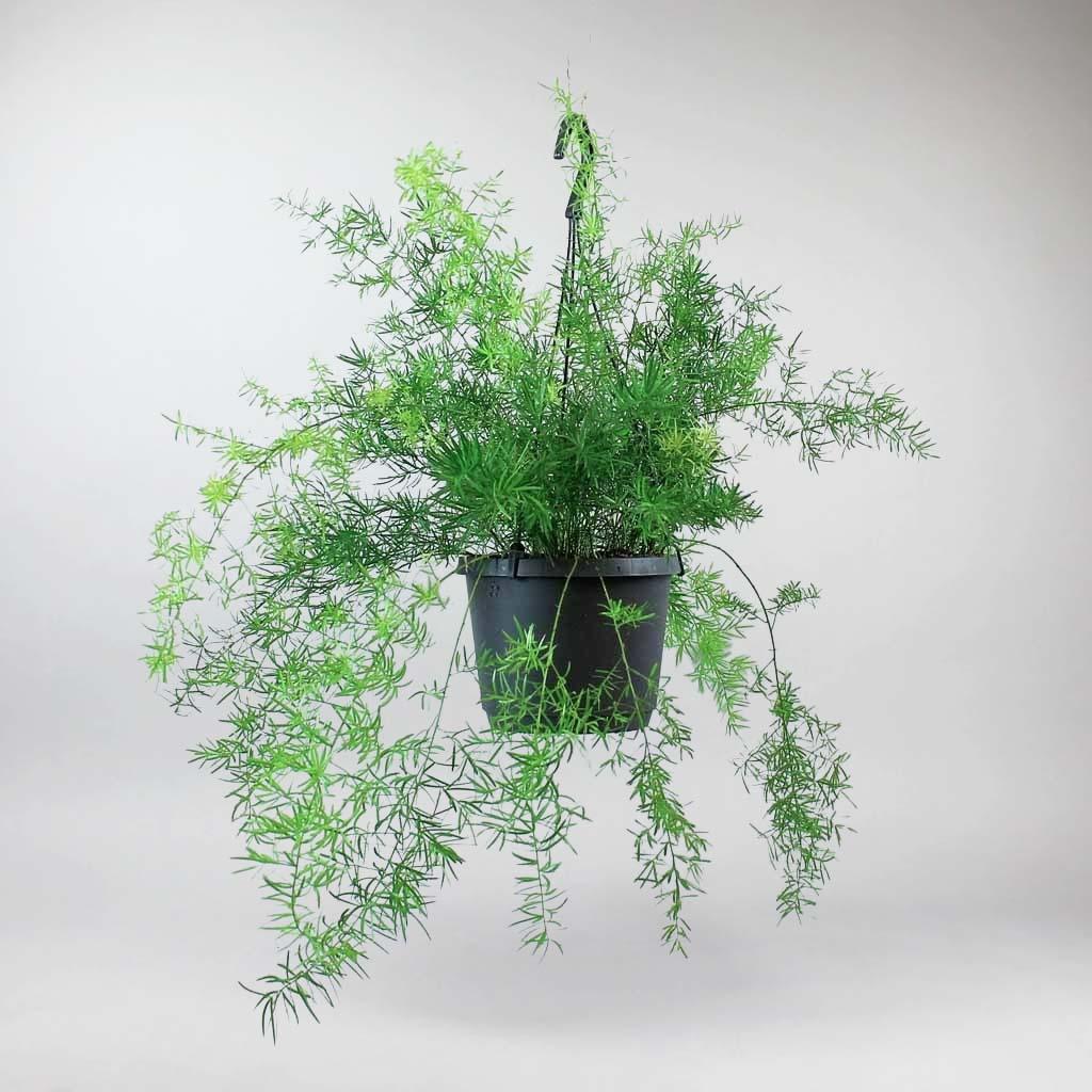 Lush Asparagus Sprengeri Fern Plant – Easy Care Hanging Greenery ...