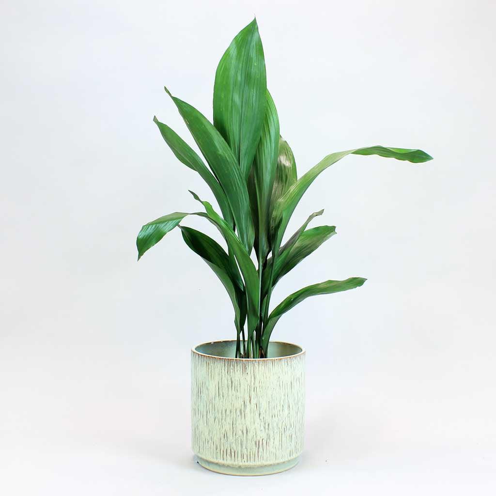 Cast Iron Plant – Aspidistra Elatior Houseplant | Easy Care Indoor ...