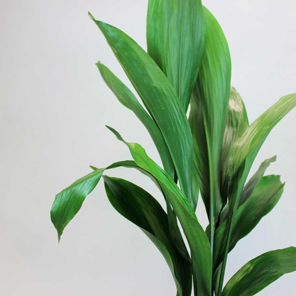 Cast Iron Plant (Aspidistra Elatior) – Low-Light, Easy-Care Greenery ...
