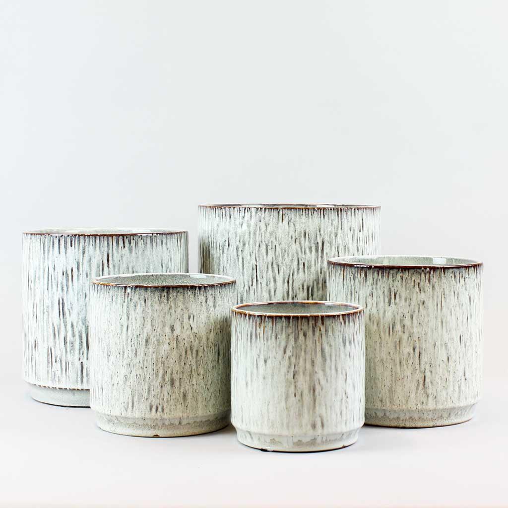 Birch Pot: Chic Minimalist Ceramic Pots for Indoor Plants – Bloombox Club
