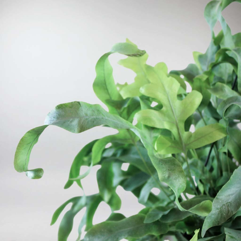 Blue Star Fern: Unique Blue-Green Leaves for Your Home – Bloombox Club