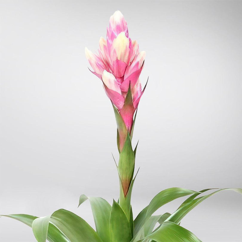 Guzmania Conifera | Guzmania Candy Plant For Air Purifying – Bloombox Club
